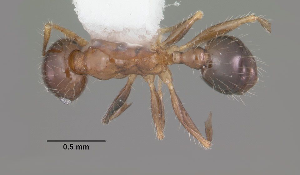 Ants - Aerobeam Professional Pest Management