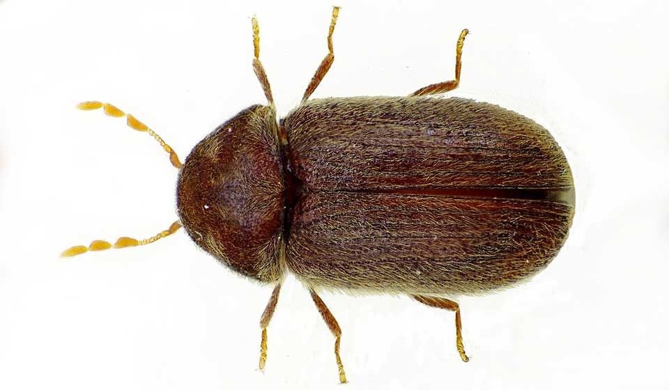 Beetles - Aerobeam Professional Pest Management