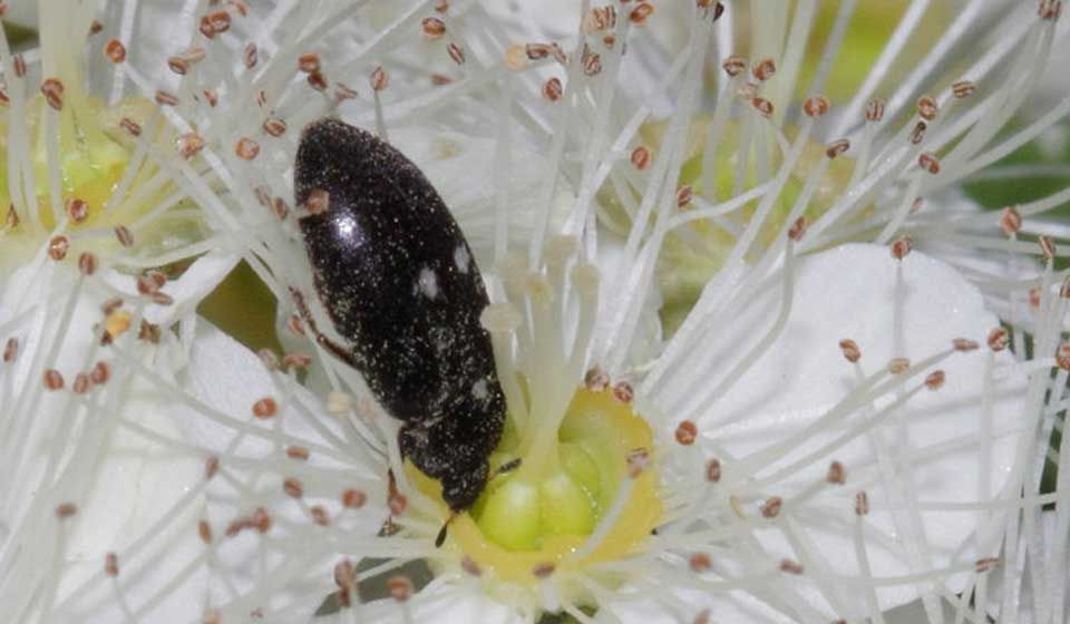 Beetles - Aerobeam Professional Pest Management