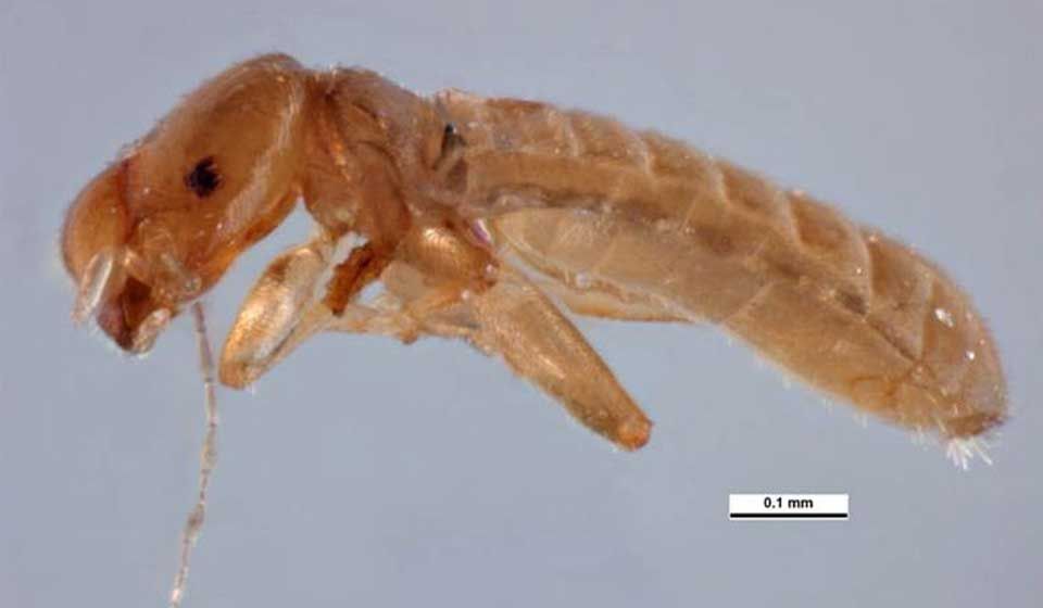 Lice and Mites - Aerobeam Professional Pest Management