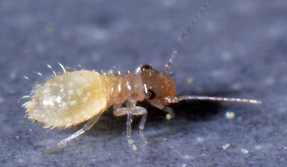 Lice and Mites - Aerobeam Professional Pest Management