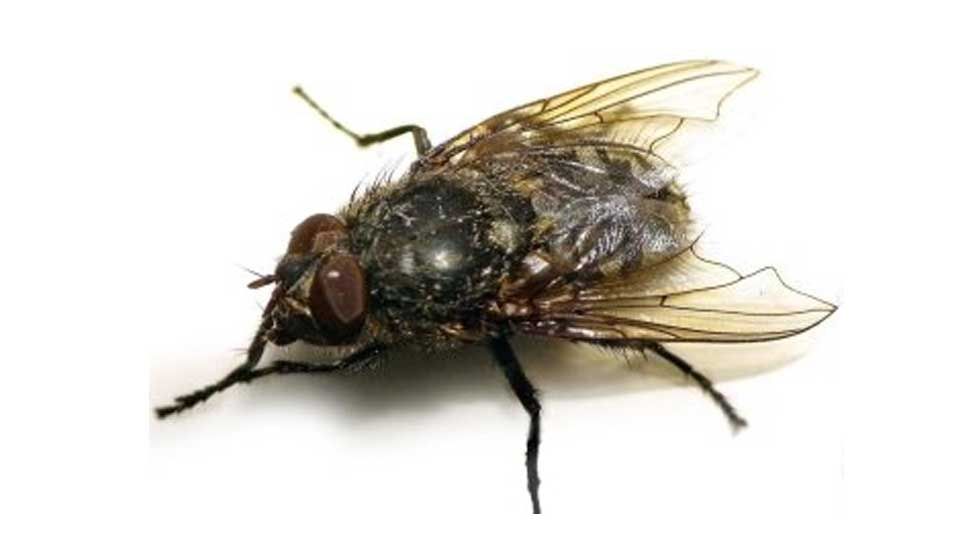 Flies - Aerobeam Professional Pest Management