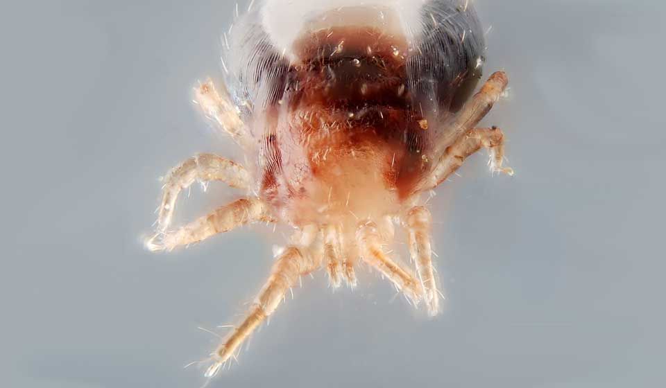 Fleas - Aerobeam Professional Pest Management