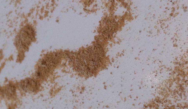 Lice and Mites - Aerobeam Professional Pest Management