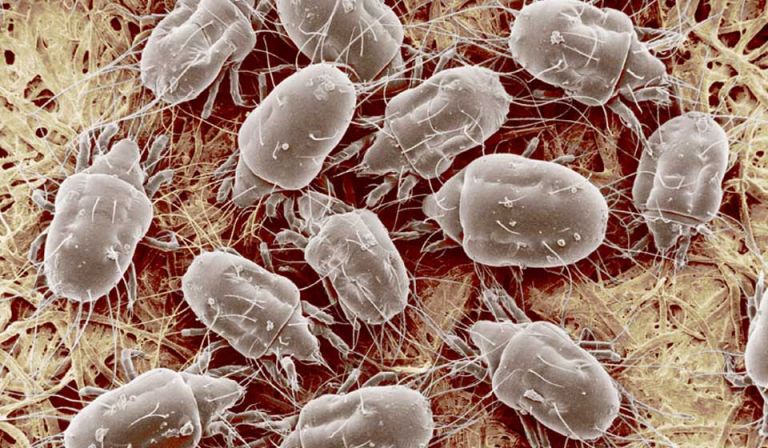 Lice and Mites - Aerobeam Professional Pest Management