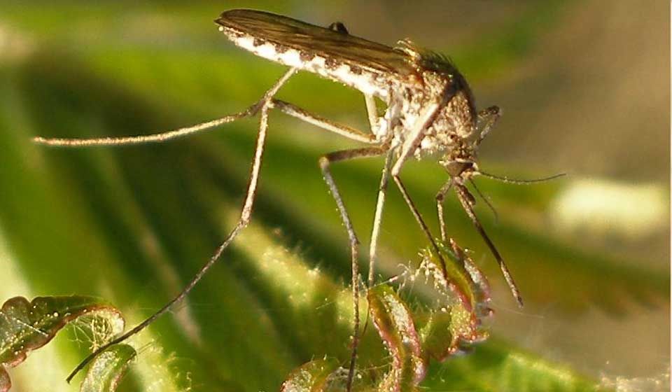 Mosquitoes - Aerobeam Professional Pest Management