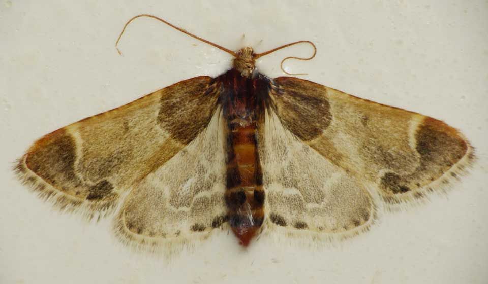 Moths - Aerobeam Professional Pest Management