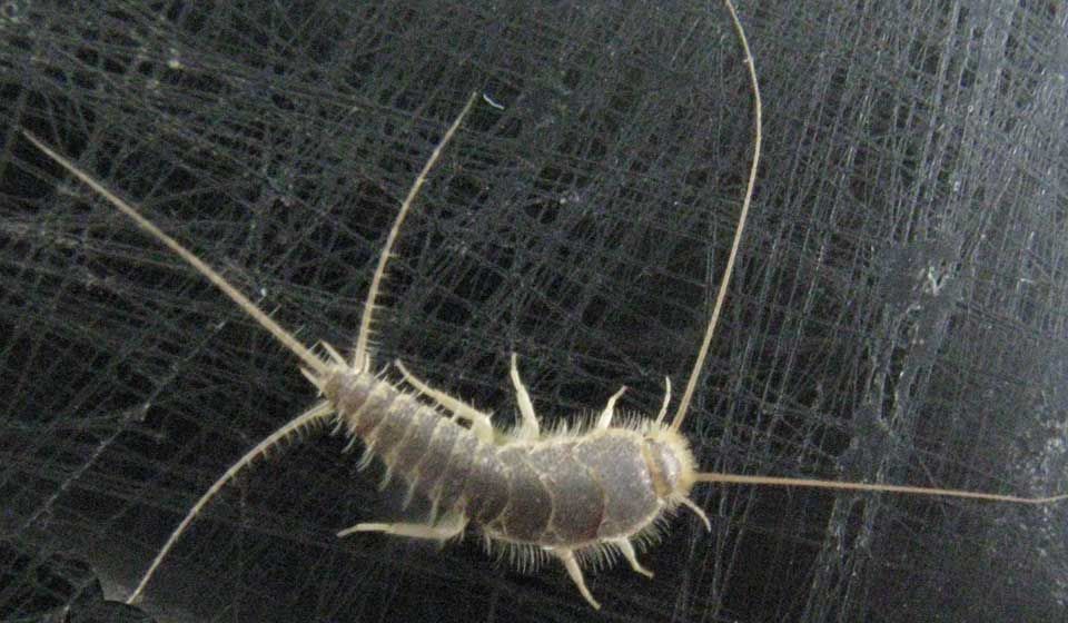 Silverfish - Aerobeam Professional Pest Management
