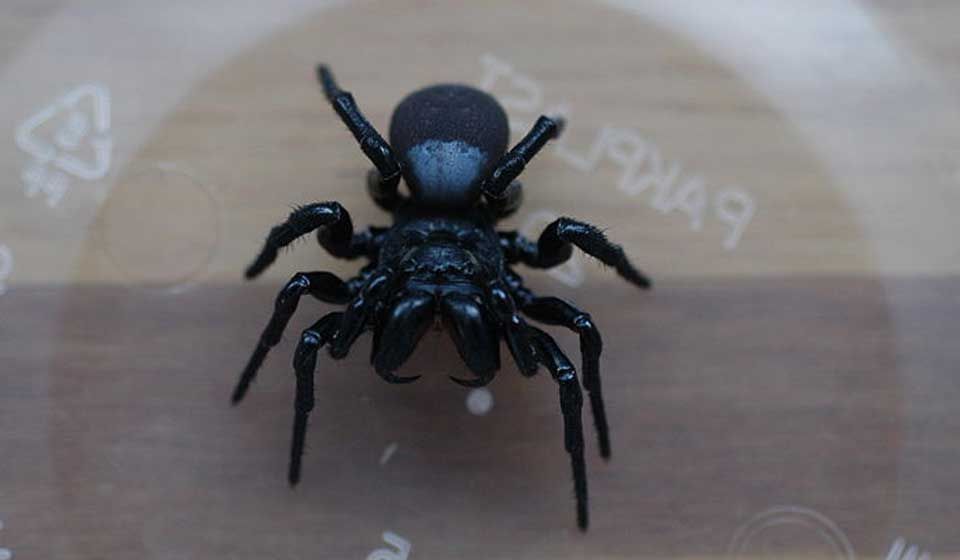 Spiders - Aerobeam Professional Pest Management