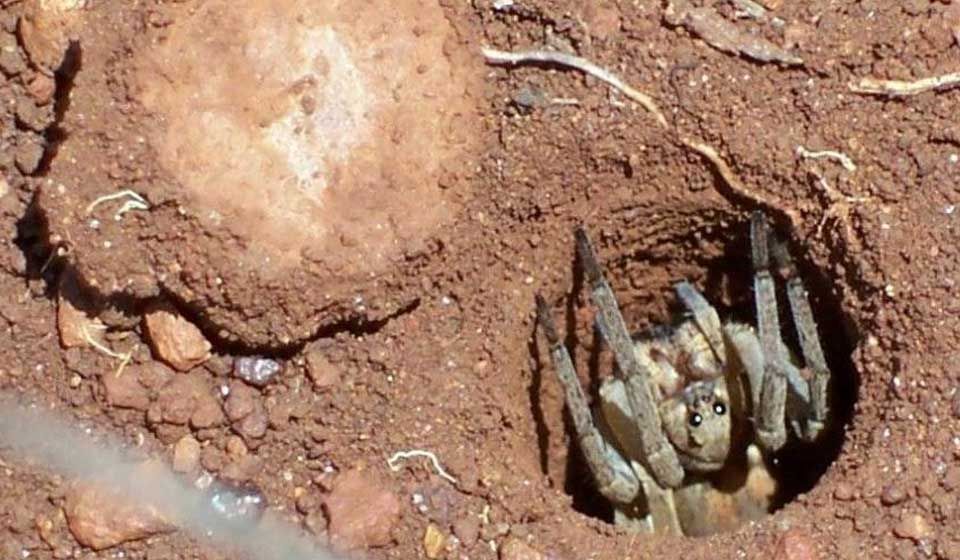 Spiders - Aerobeam Professional Pest Management