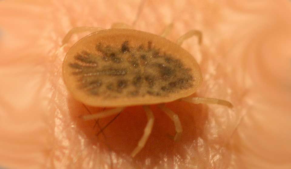 Fleas - Aerobeam Professional Pest Management