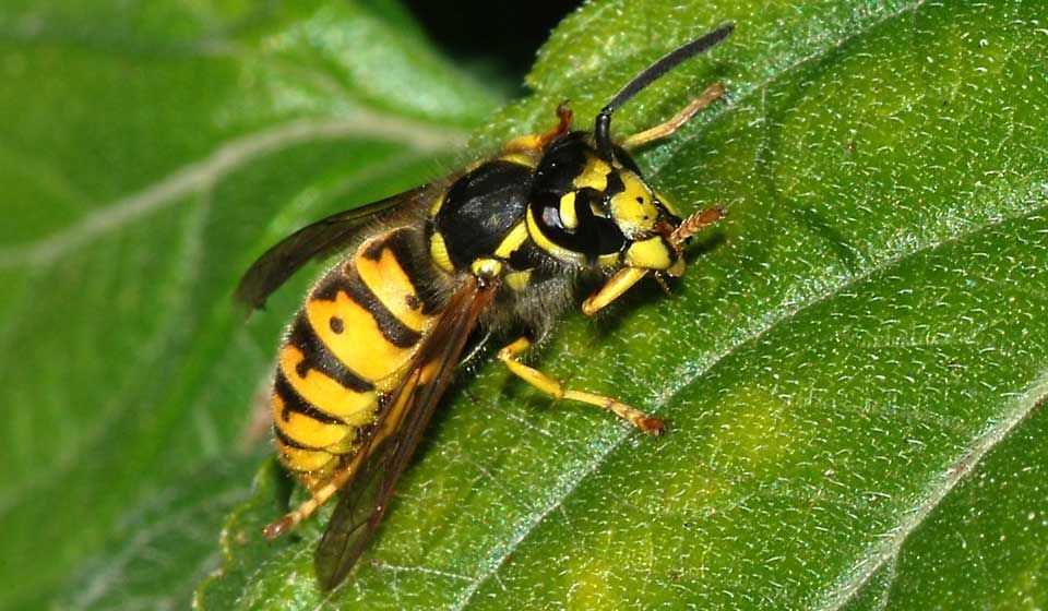 Wasps - Aerobeam Professional Pest Management
