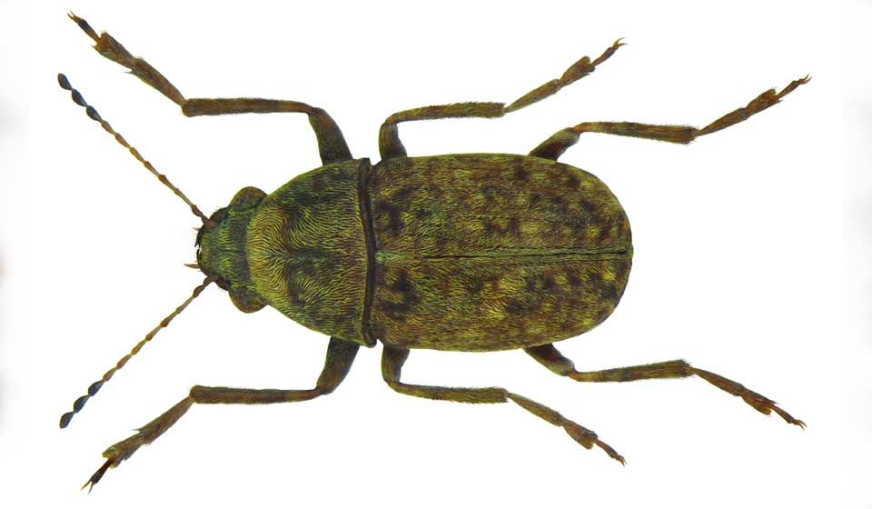 Weevils - Aerobeam Professional Pest Management