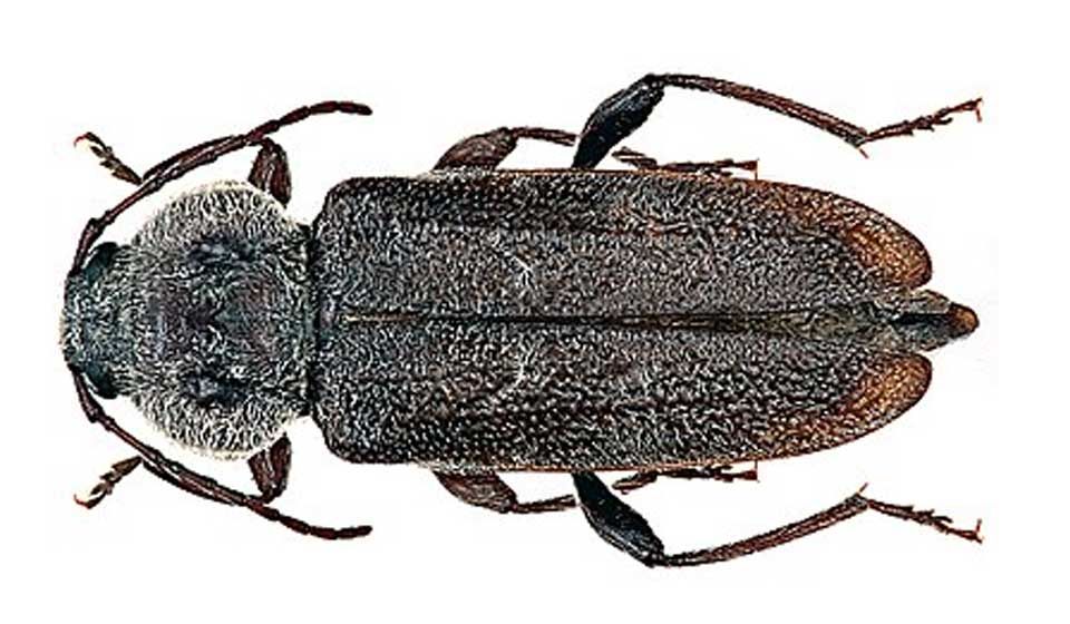 Wood Borers - Aerobeam Professional Pest Management