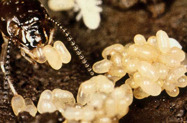 Termites - Aerobeam Professional Pest Management